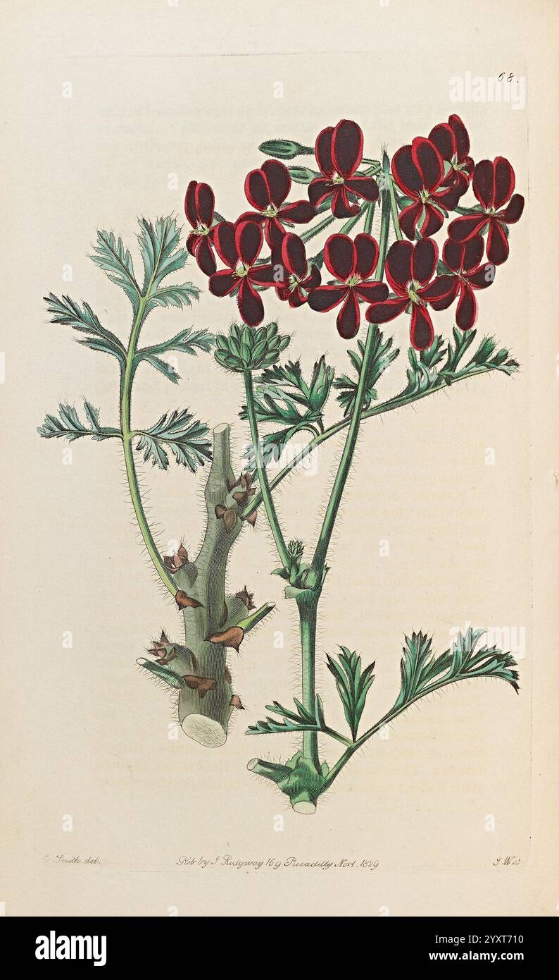 Lower stem display hi-res stock photography and images - Alamy