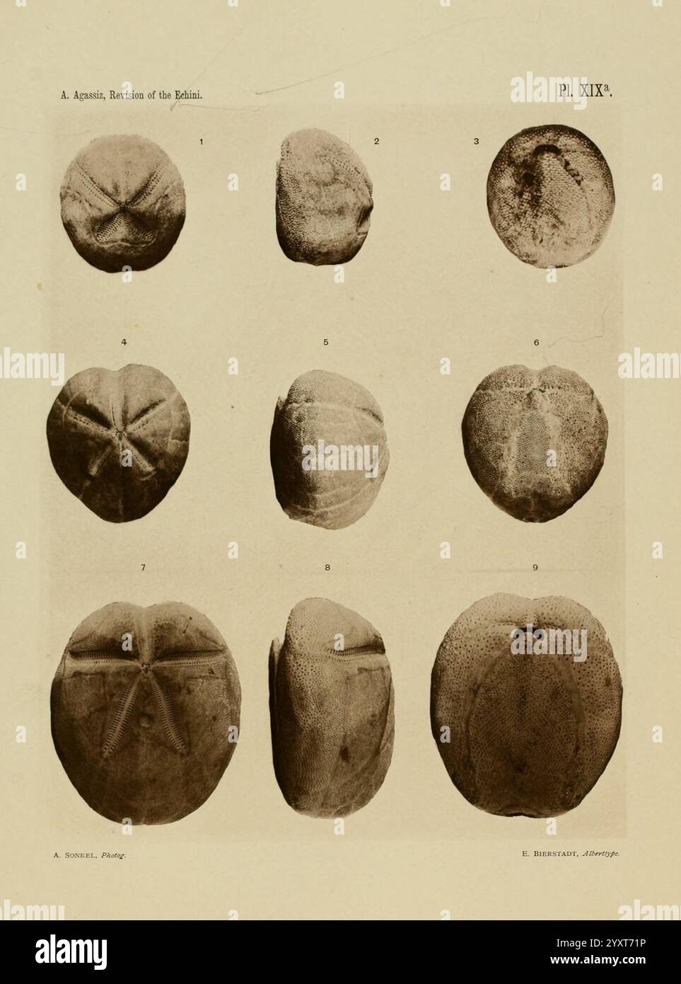 Specimens feature intricate markings hi-res stock photography and ...