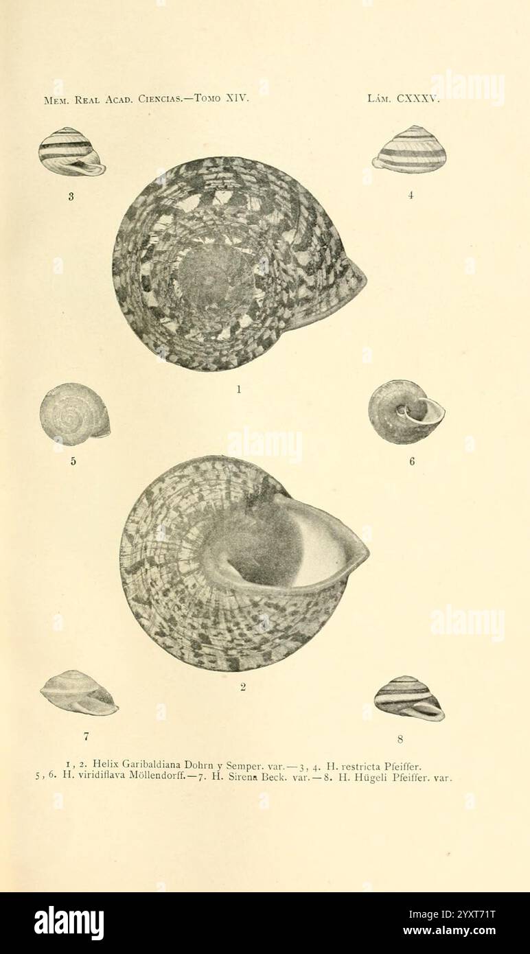 Specimens exhibit intricate patterns hi-res stock photography and ...