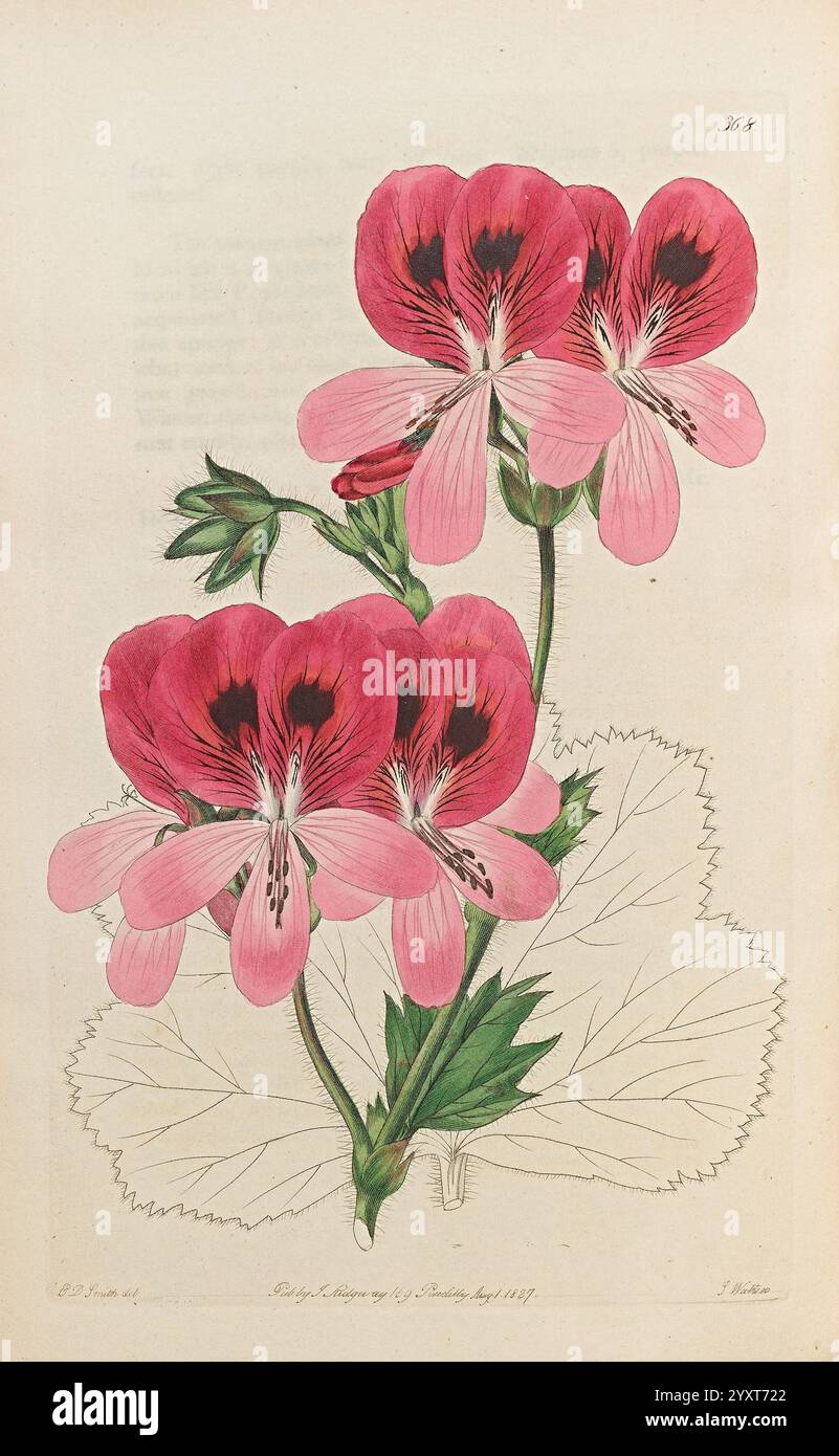 Geraniaceae, London, Printed for James Ridgway, Piccadilly, 1820-1830 ...