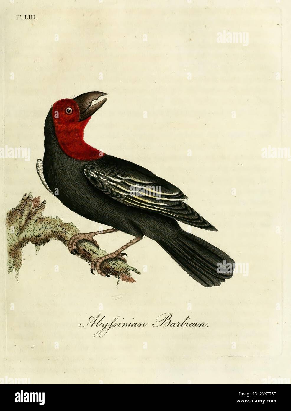 Hesperian barbarian hi-res stock photography and images - Alamy