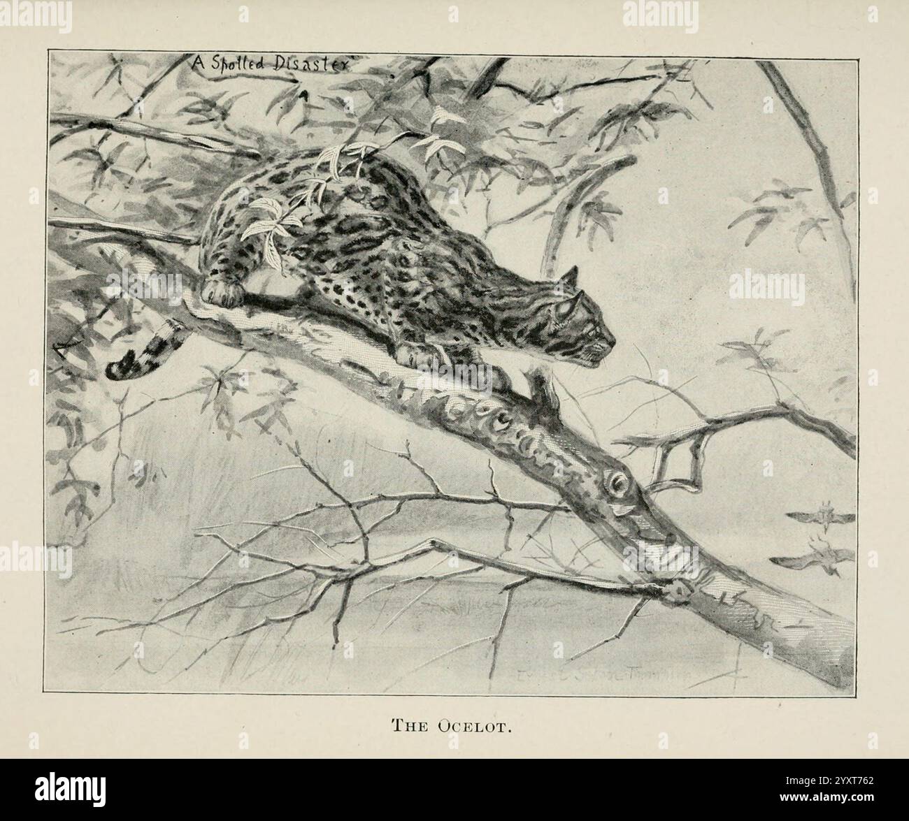 Muscular body hints hi-res stock photography and images - Alamy