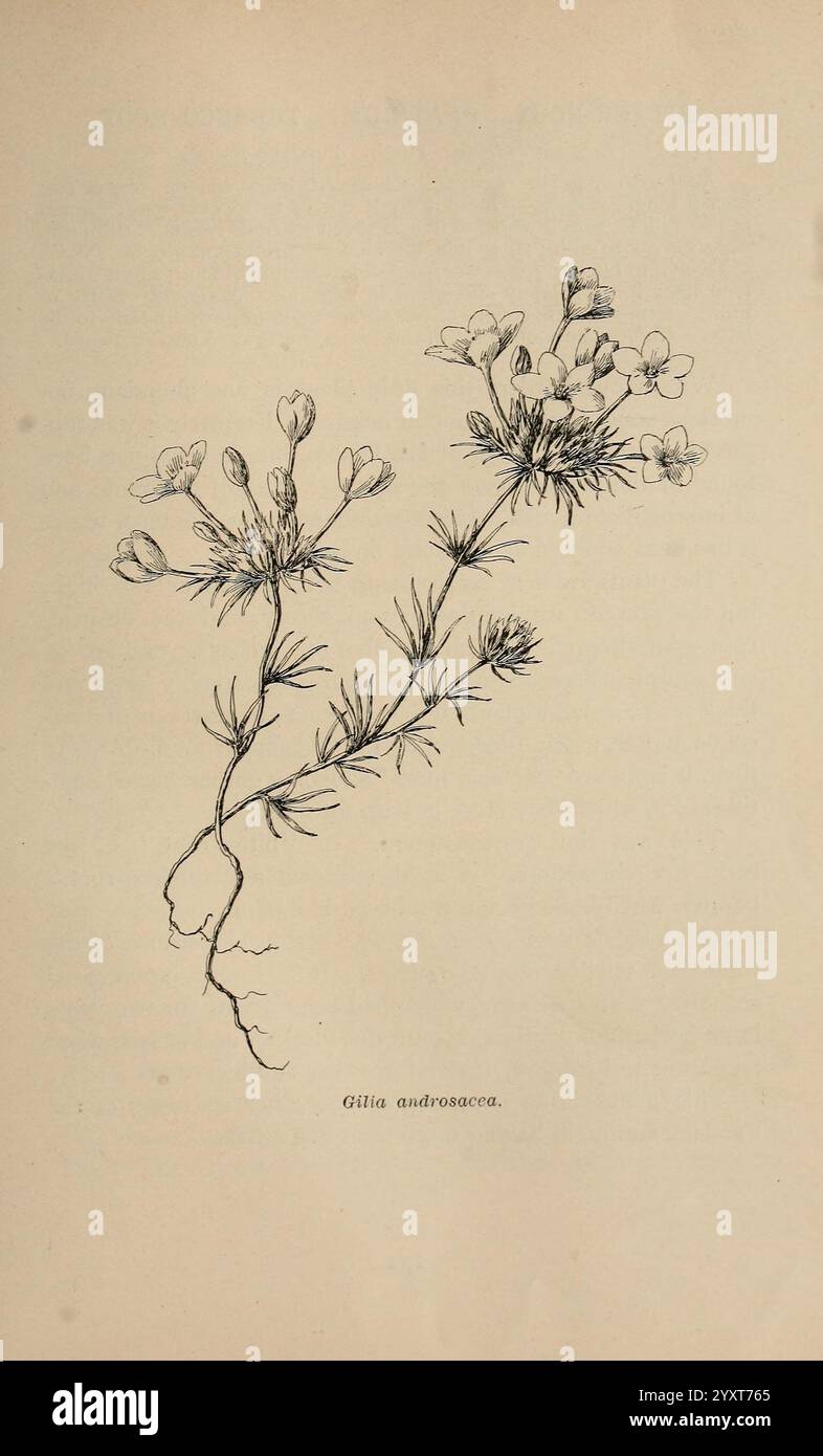 The, wild, flowers, of, California, San Francisco, Payot, Upham ...