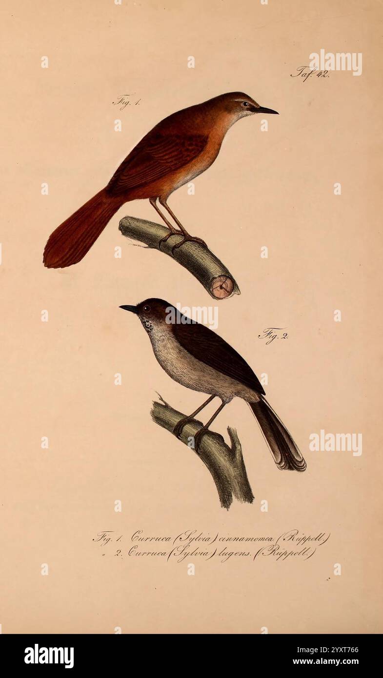 Tone conveys hi-res stock photography and images - Alamy