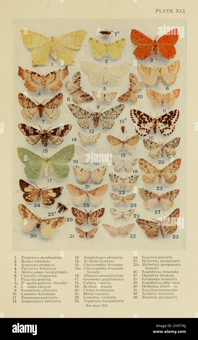 Classification entomology insects laboratory manuals arthropoda hi-res ...