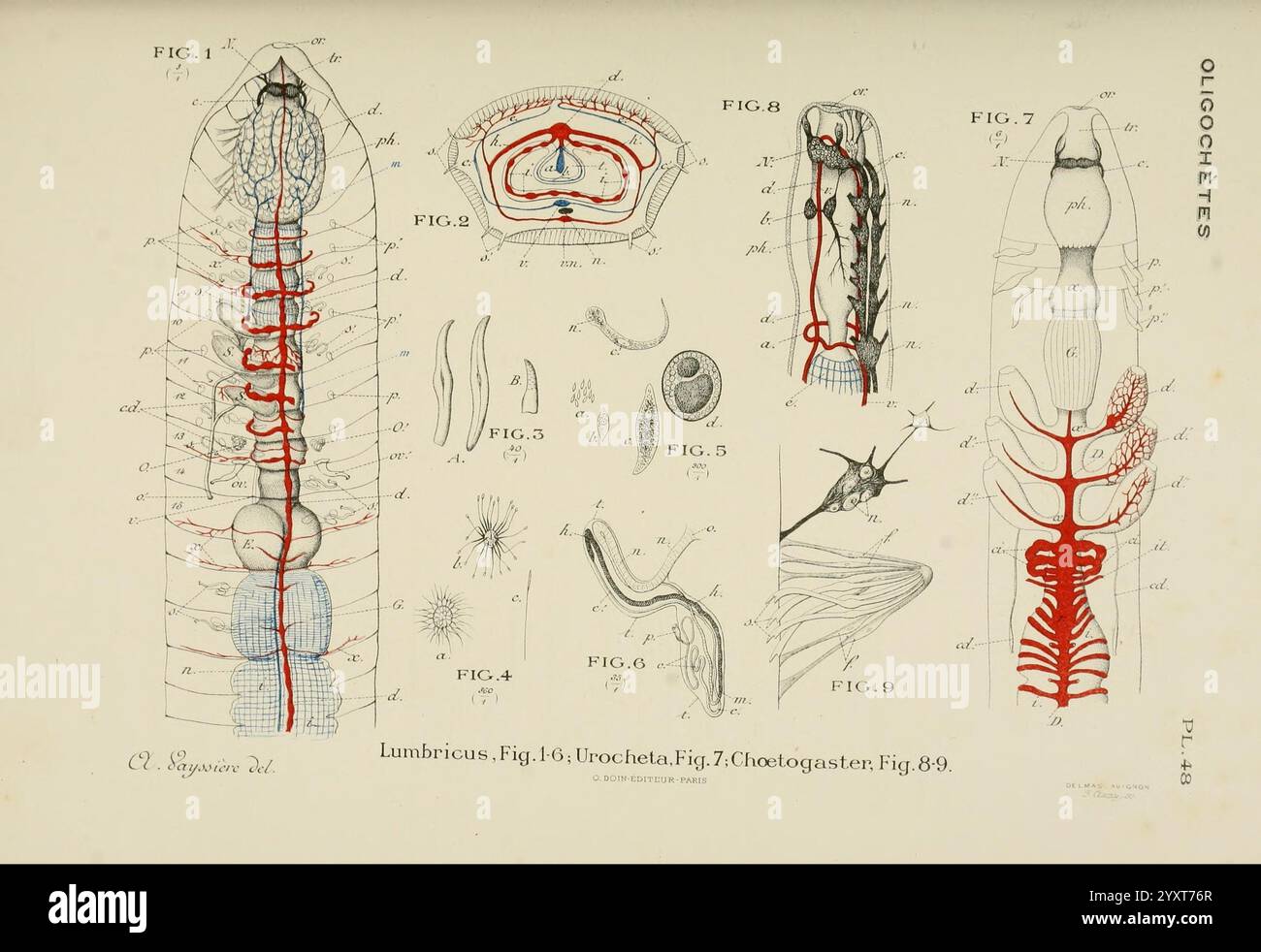 Labeled diagrams enhance hi-res stock photography and images - Alamy