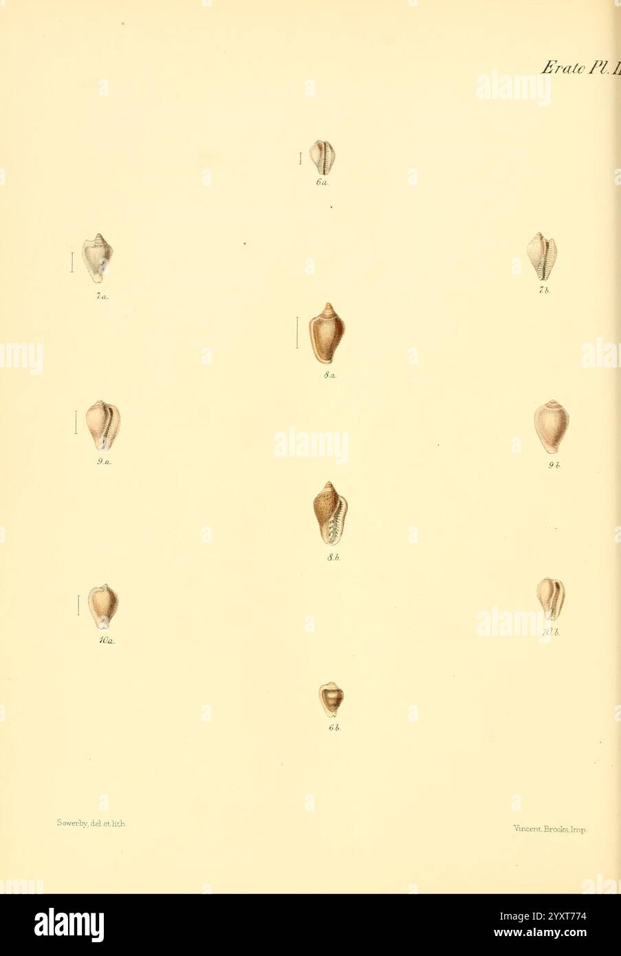 Conchologia iconica, or Illustrations of the shells of molluscous ...