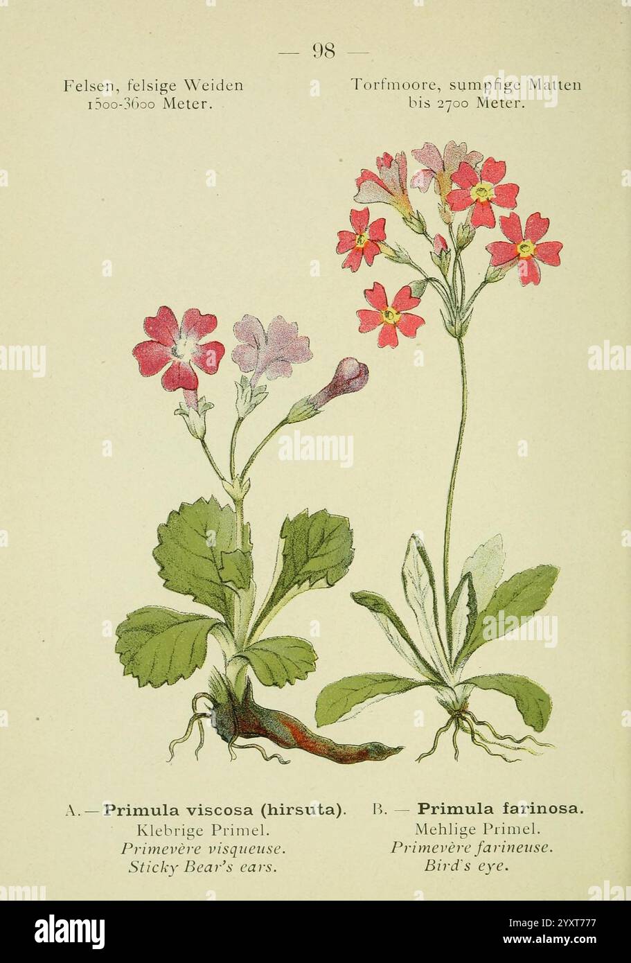 Alpen-Flora, Heidelberg, C. Winter, 1906, alps, mountain plants ...