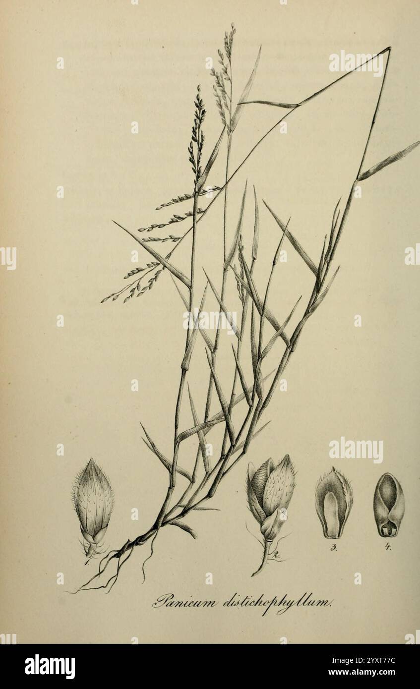 Species Graminum Petropoli Impensis Academiae Imperialis Scientiarum ...