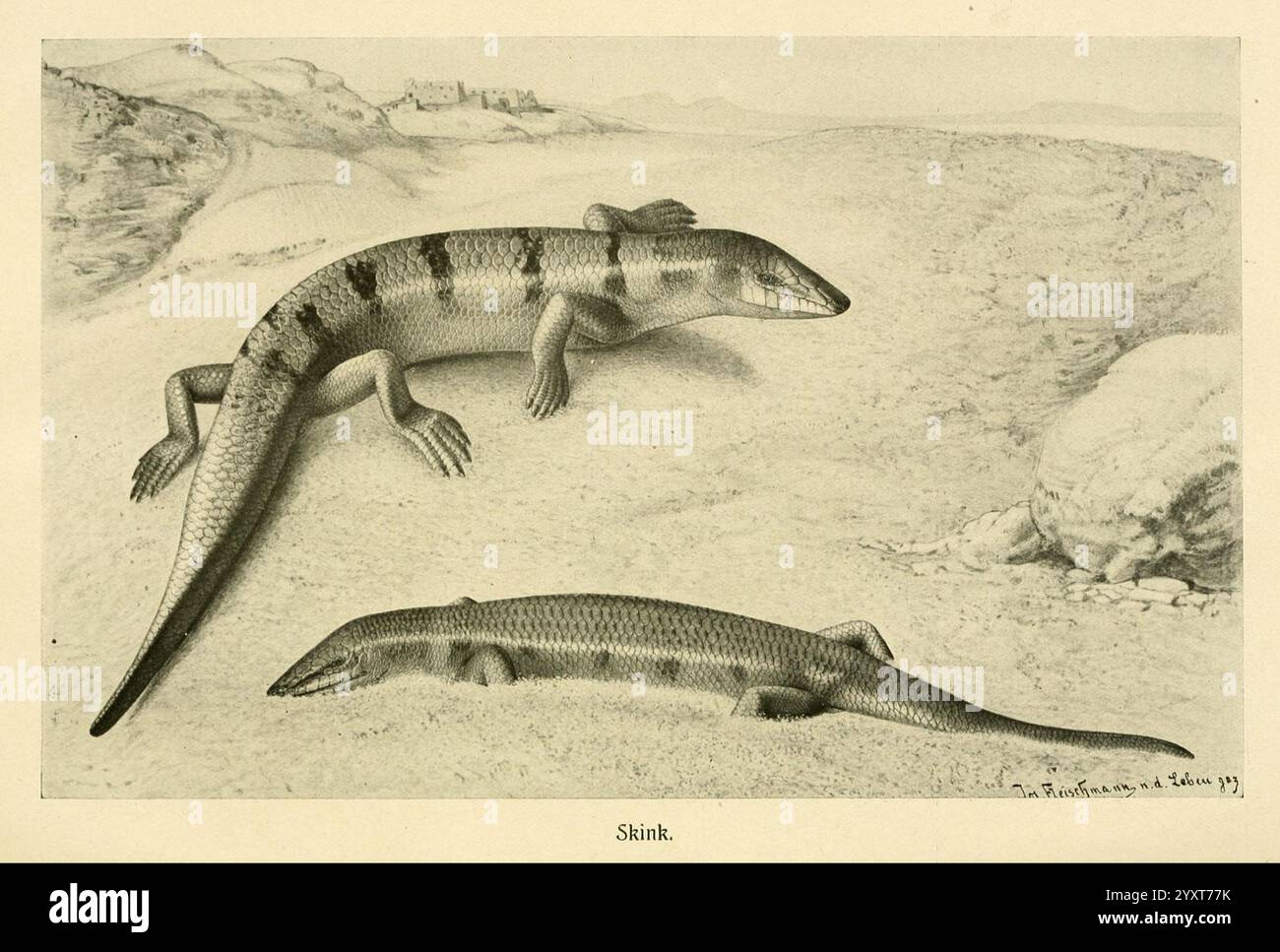 Scene depicts two skinks hi-res stock photography and images - Alamy