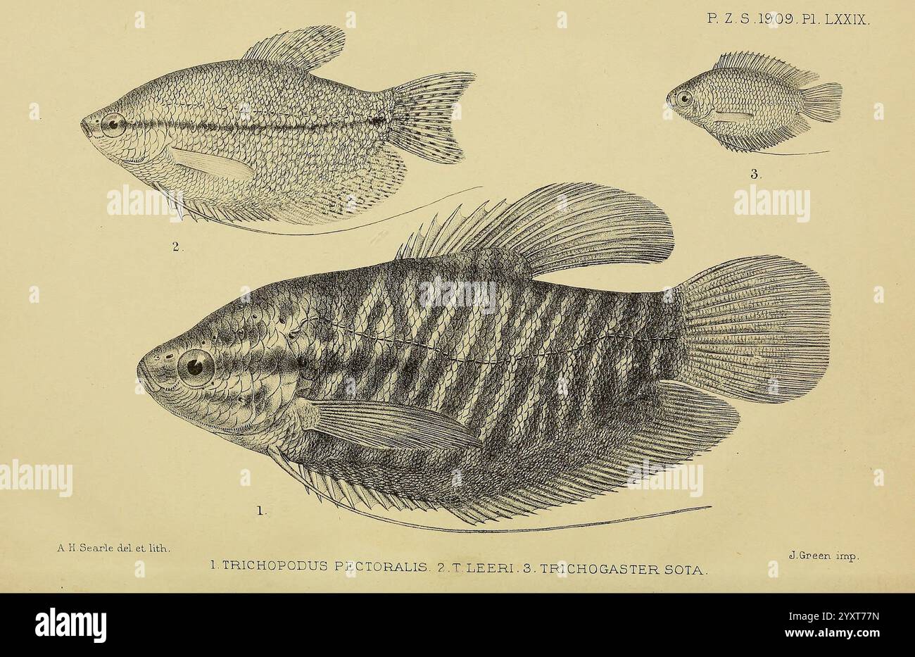 Middle displays slender hi-res stock photography and images - Alamy