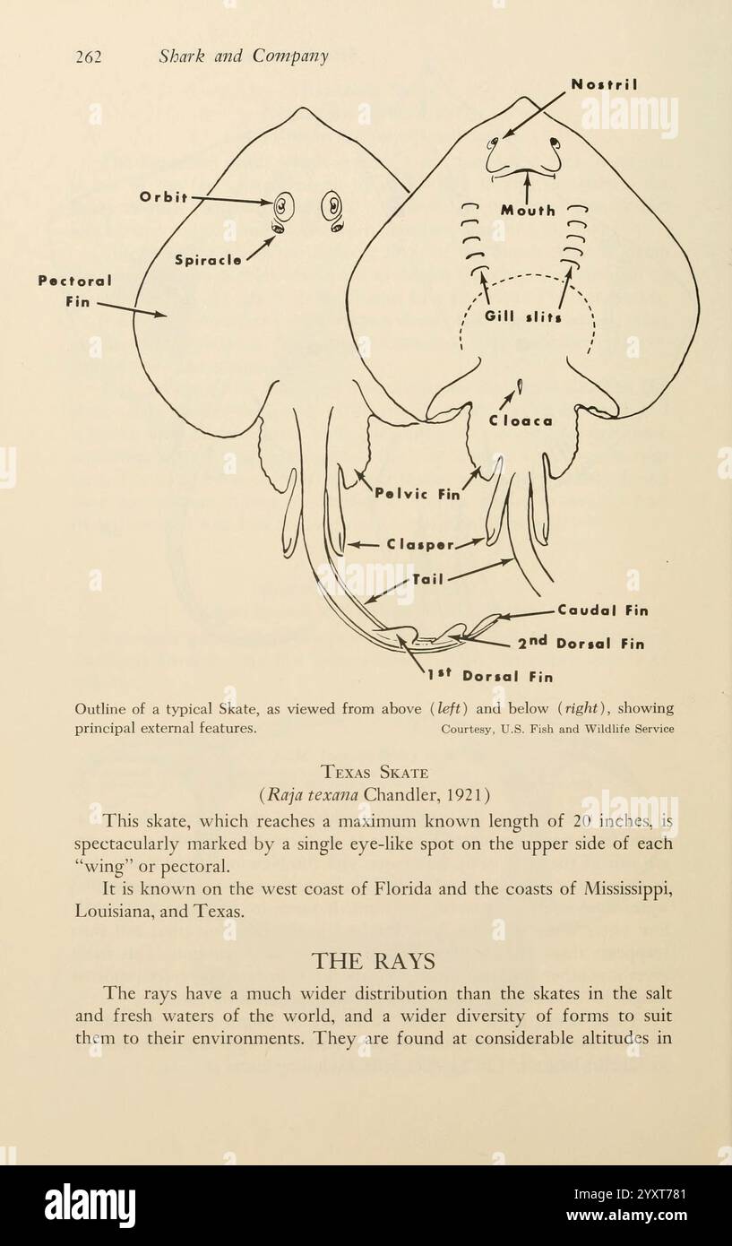 Detailed anatomical outline hi-res stock photography and images - Alamy