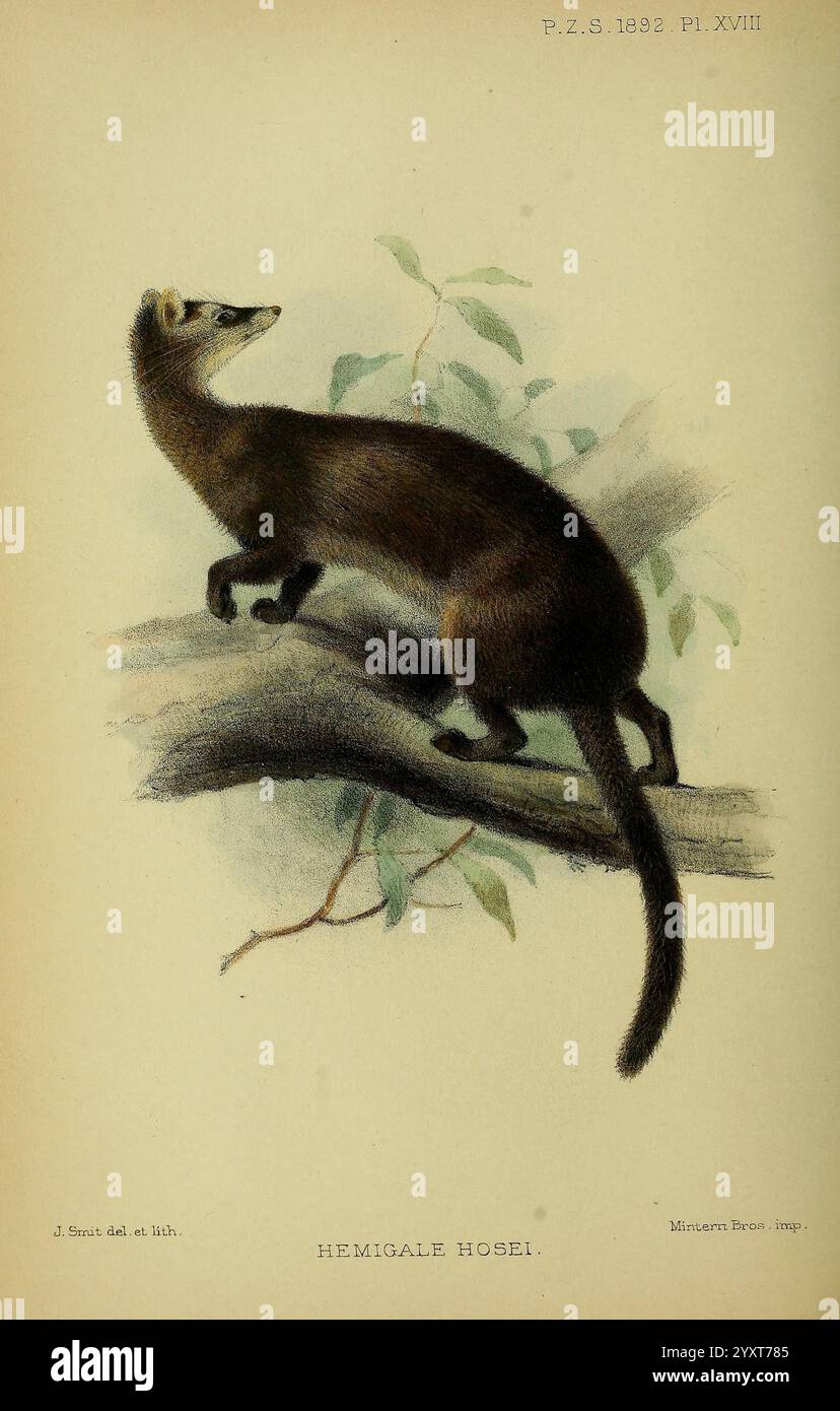 Animals keen stance hi-res stock photography and images - Alamy