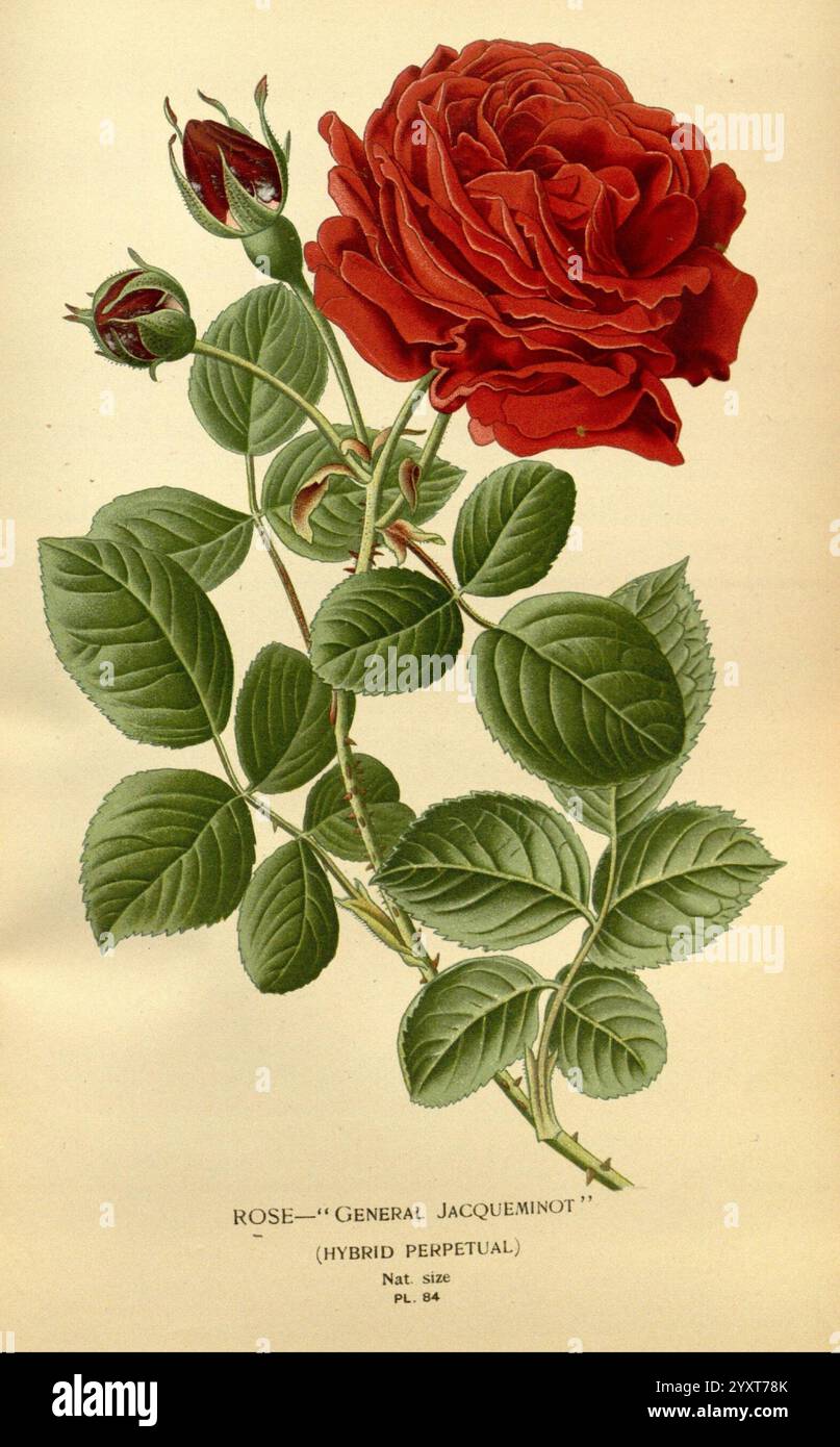 Favourite, flowers, of, garden, and, greenhouse, London, and, New York ...