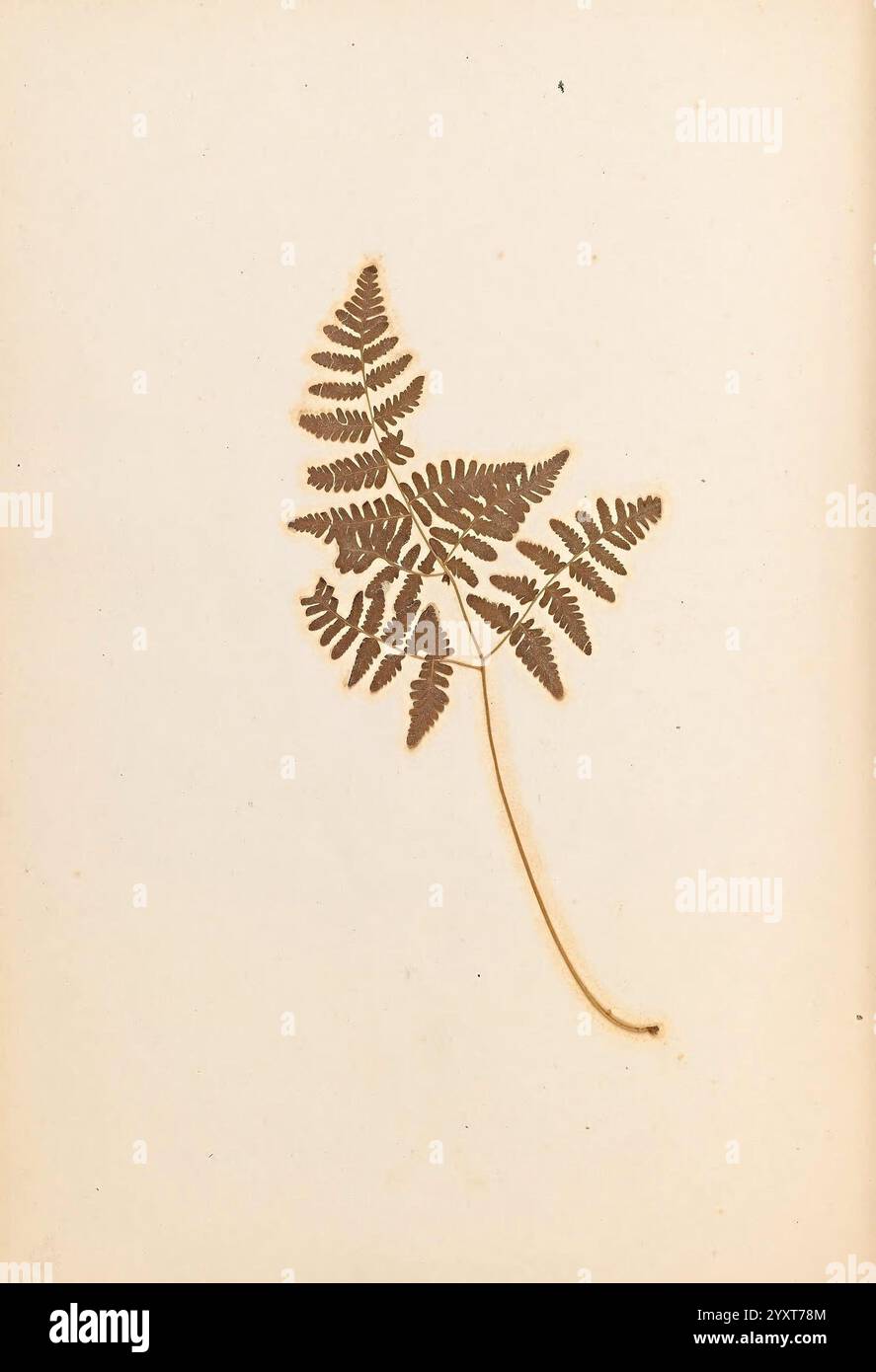Ferns organic form hi-res stock photography and images - Alamy