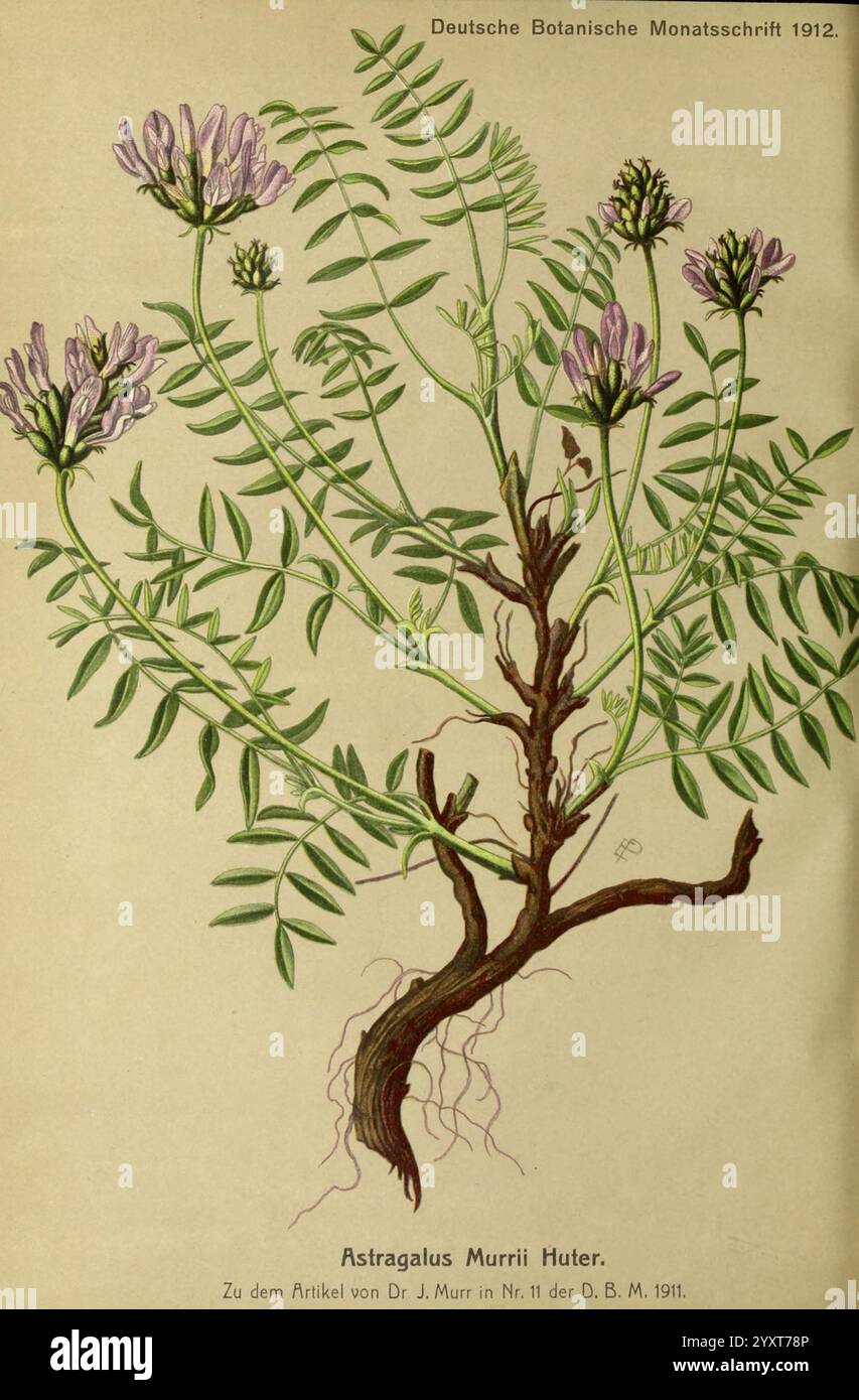 Plants botanical intricacies hi-res stock photography and images - Alamy