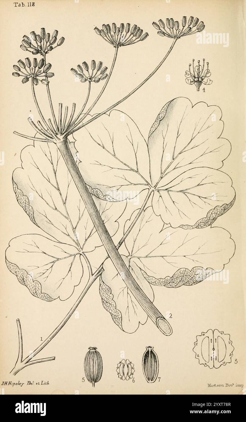 Journal of Botany, British and Foreign, London, Robert Hardwicke, 1863 ...
