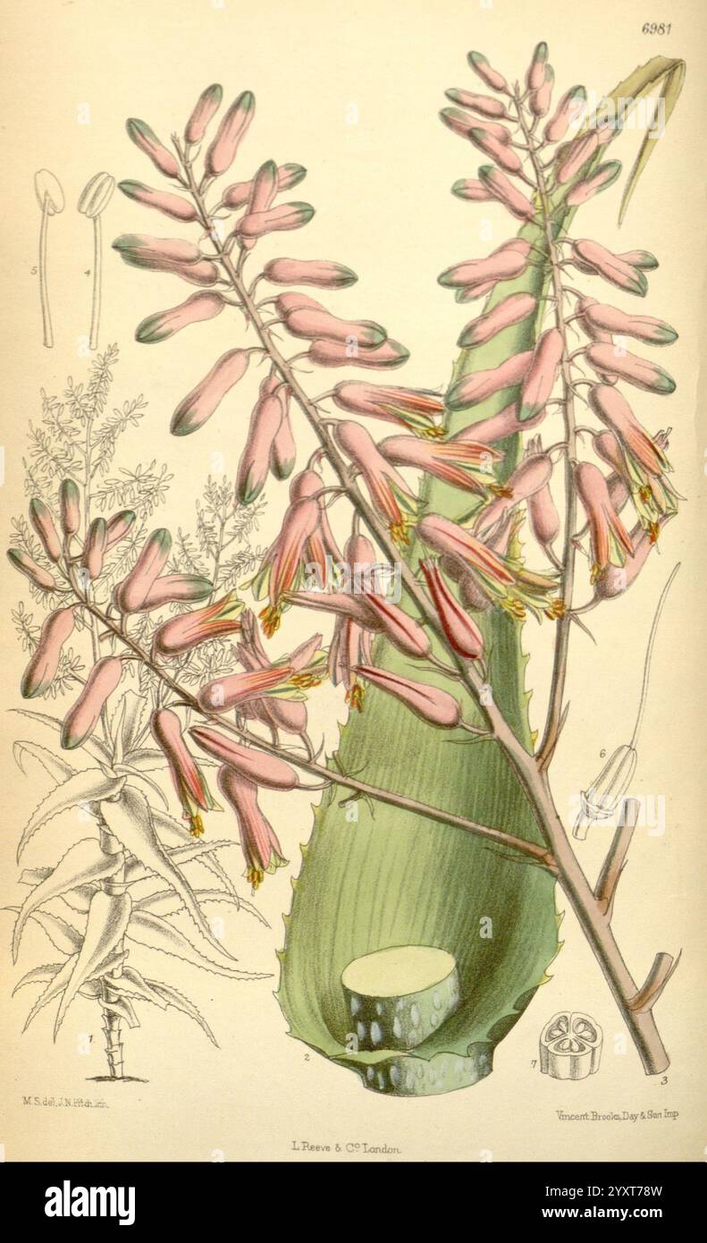 Detailed sketches of related plant structures hi-res stock photography ...