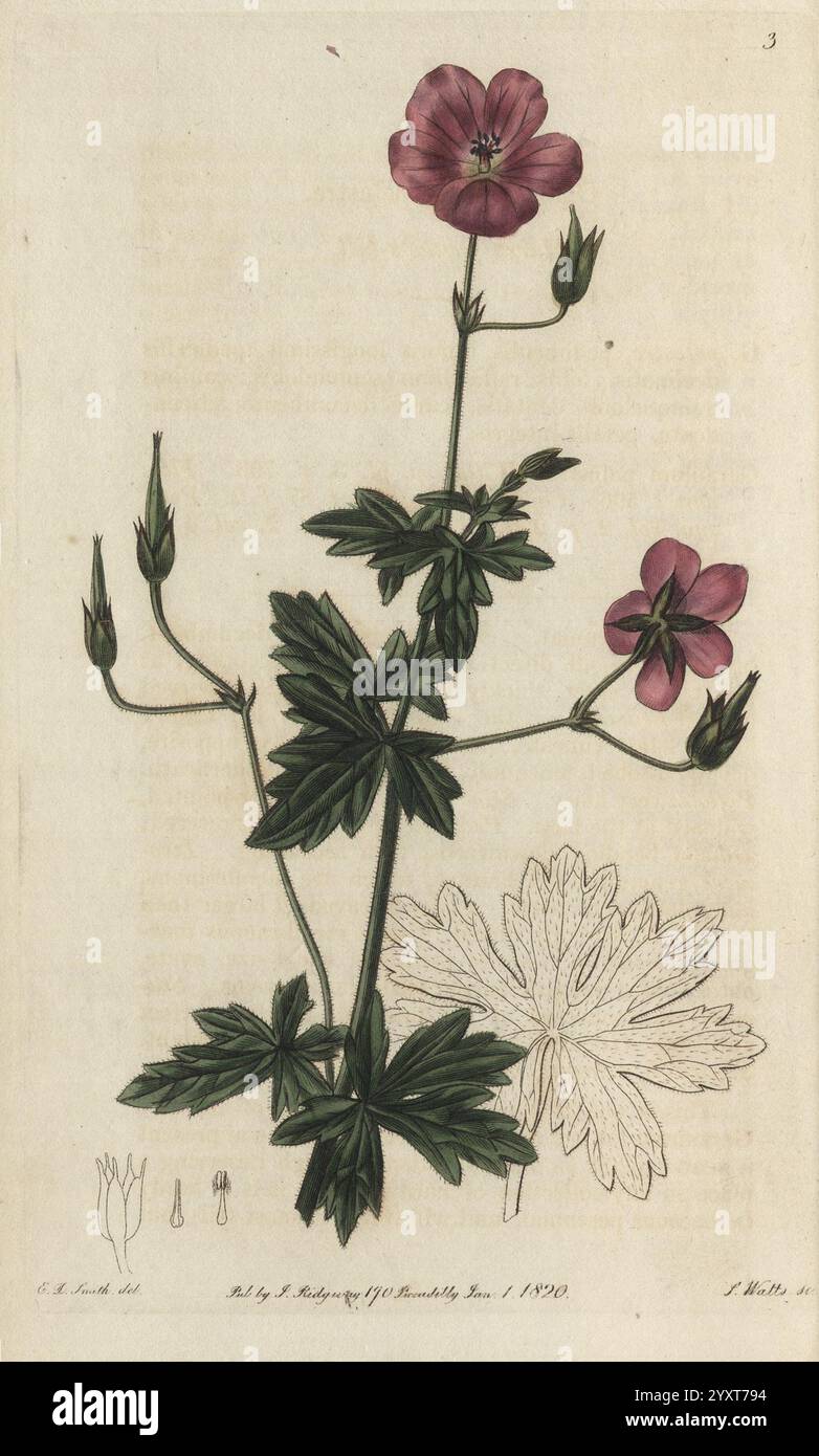 Detailed engravings outline hi-res stock photography and images - Alamy