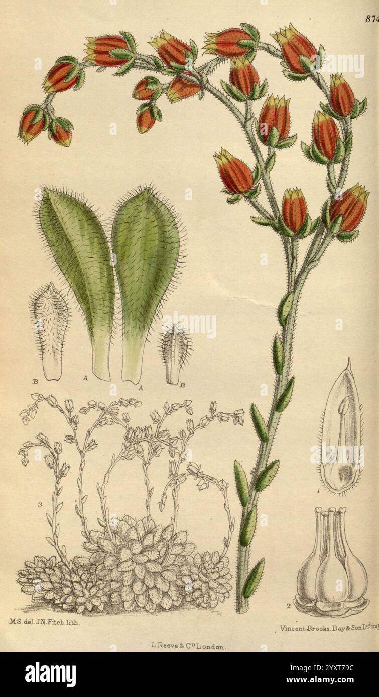Curtis's botanical magazine, London, New York, botanical illustration ...