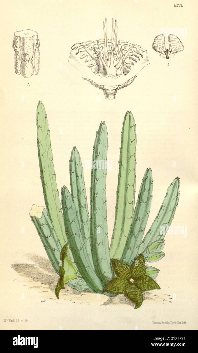 Curtis's Botanical Magazine London, New York Botanical Illustration ...