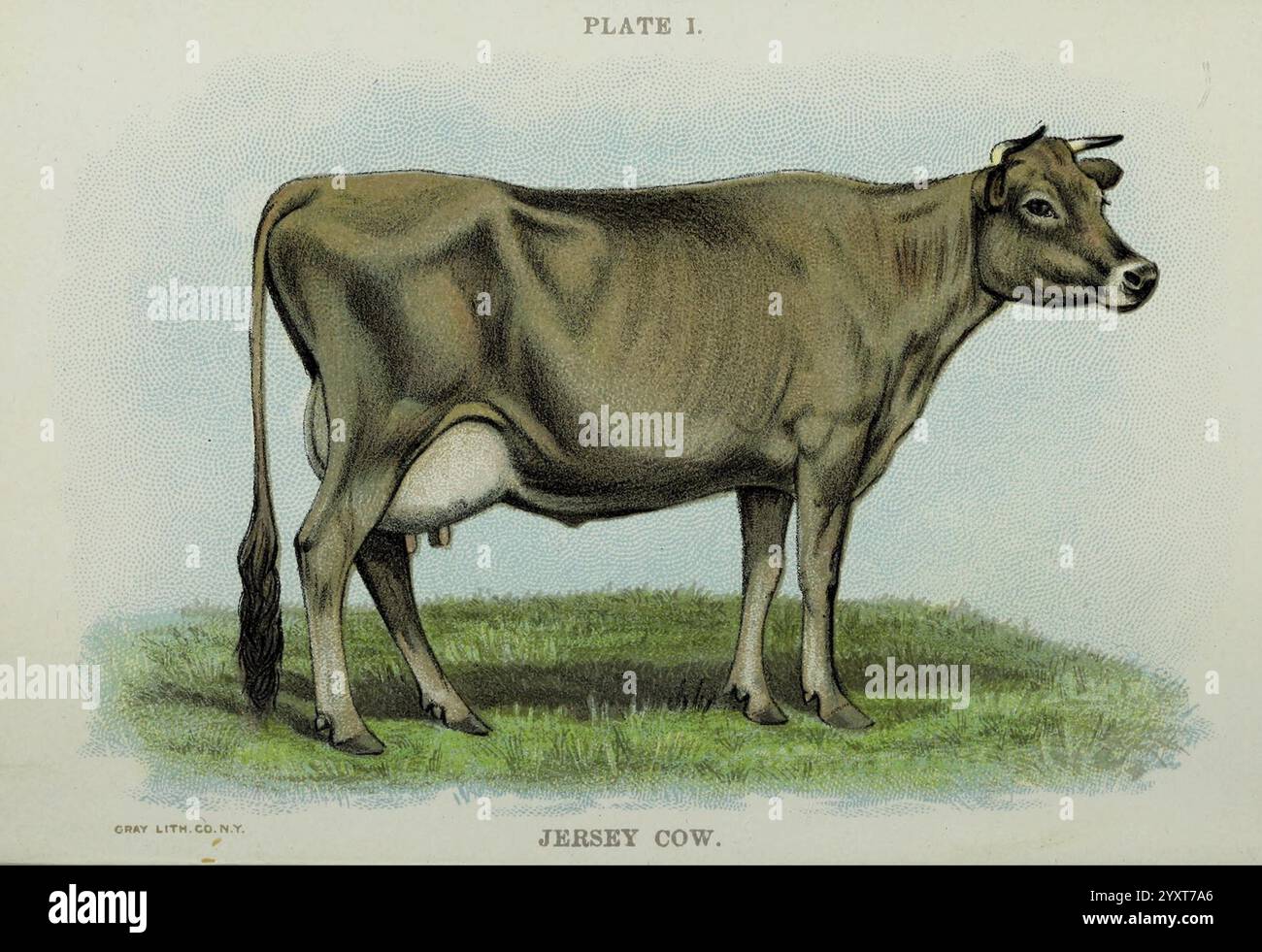 Breeds amiable nature hi-res stock photography and images - Alamy