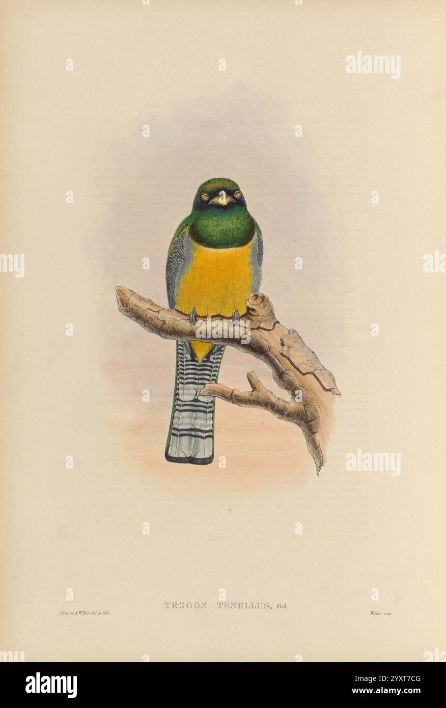 Golden yellow underbody perches hi-res stock photography and images - Alamy