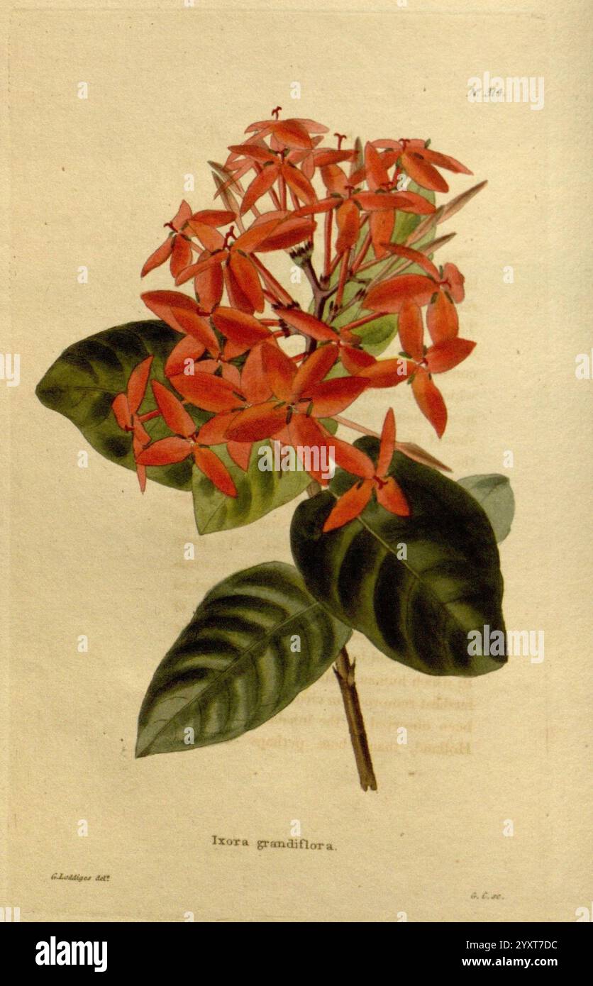 Ixora granifflora hi-res stock photography and images - Alamy