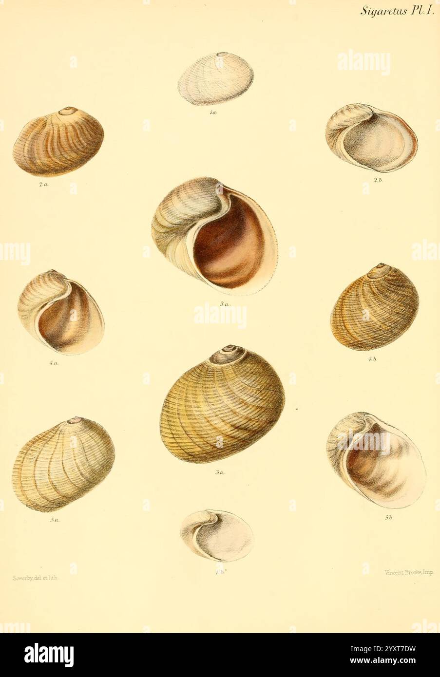 Conchologia Iconica, or Illustrations of the Shells of Molluscan ...