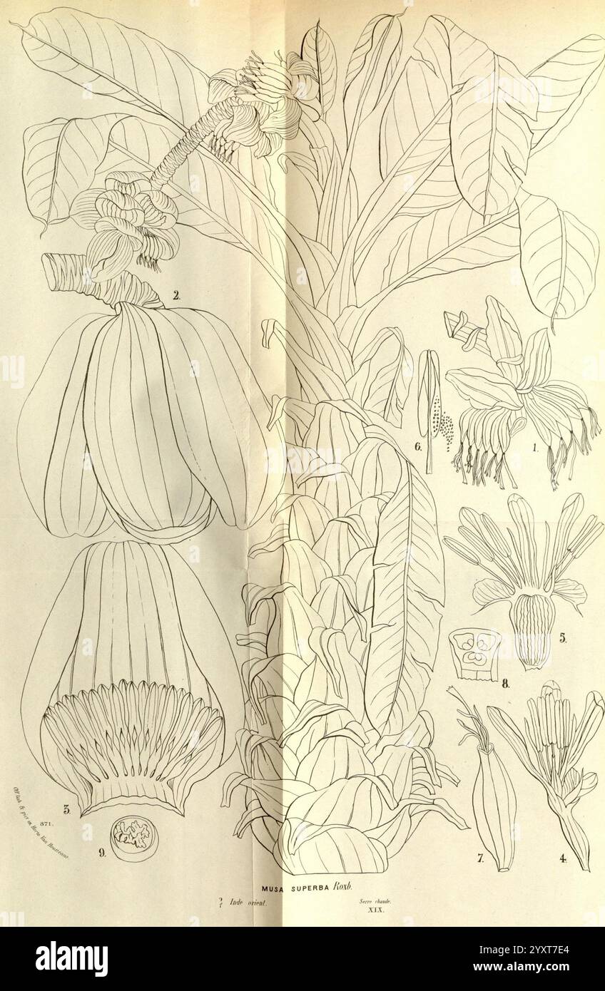 Musa superba plant hi-res stock photography and images - Alamy