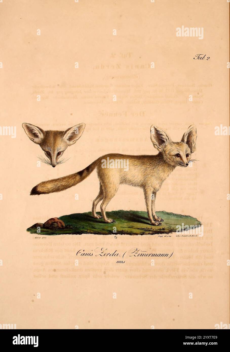 Fennec text hi-res stock photography and images - Alamy