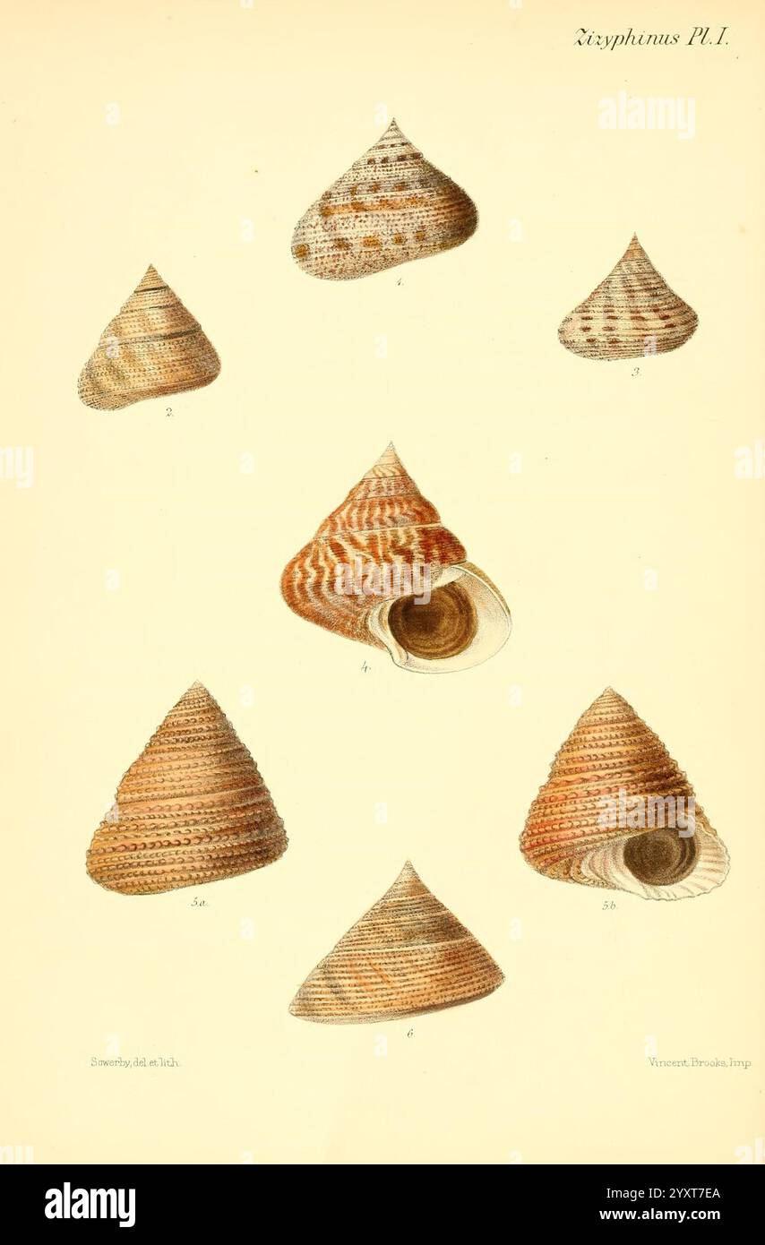 Elegant display of various shell shapes hi-res stock photography and ...