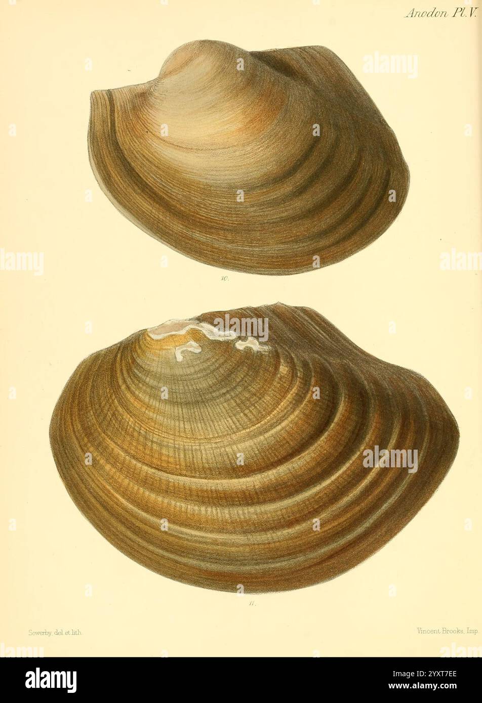 Conchologia Iconica, or Illustrations of the Shells of Molluscous ...