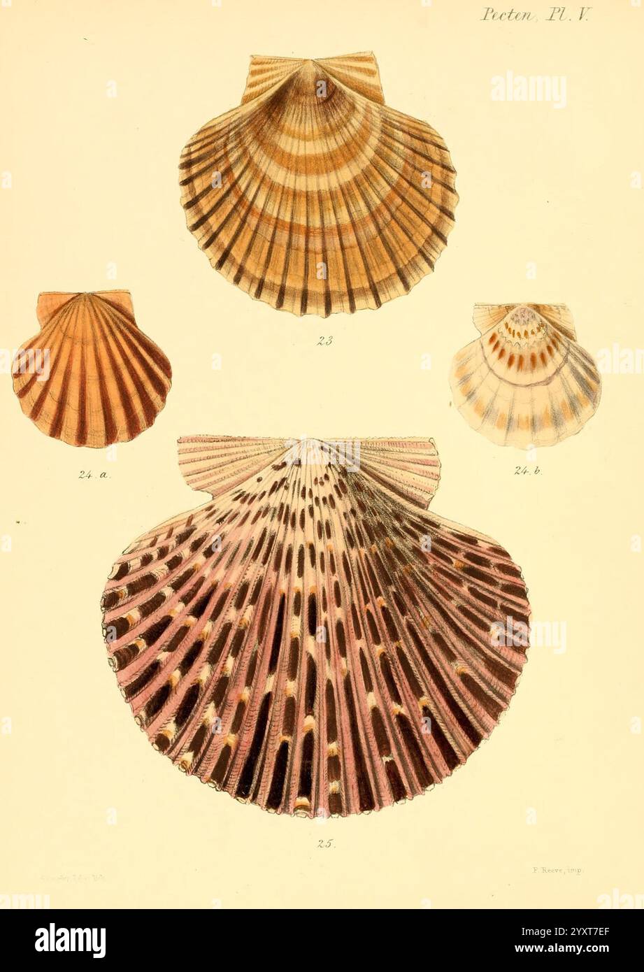 Highlighting unique color palettes hi-res stock photography and images ...