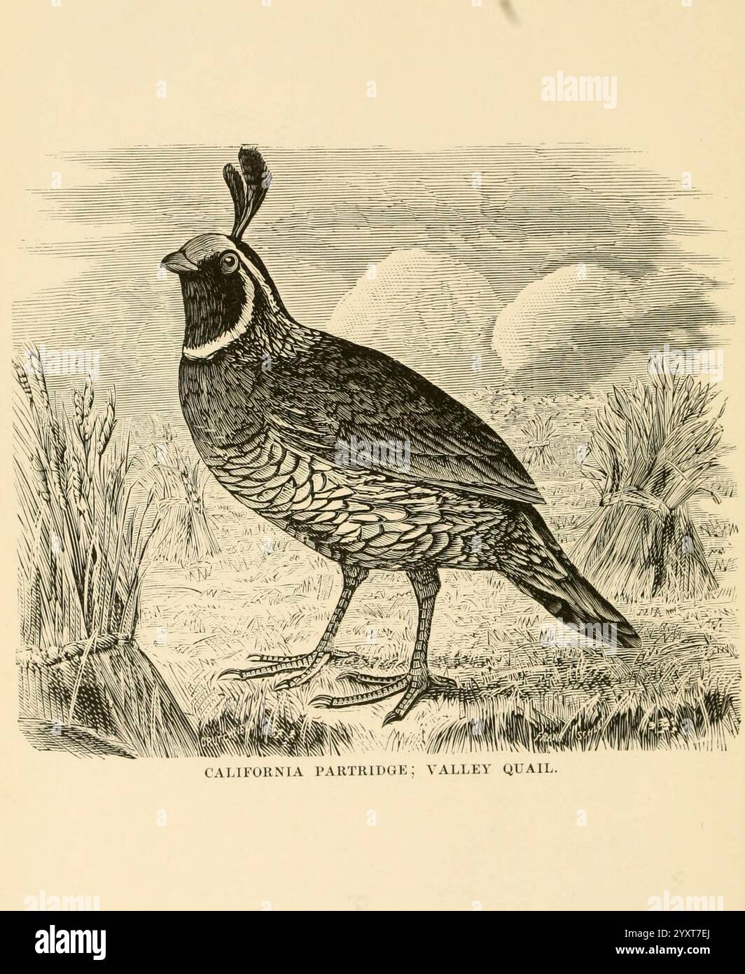 Short brothers tall hi-res stock photography and images - Alamy