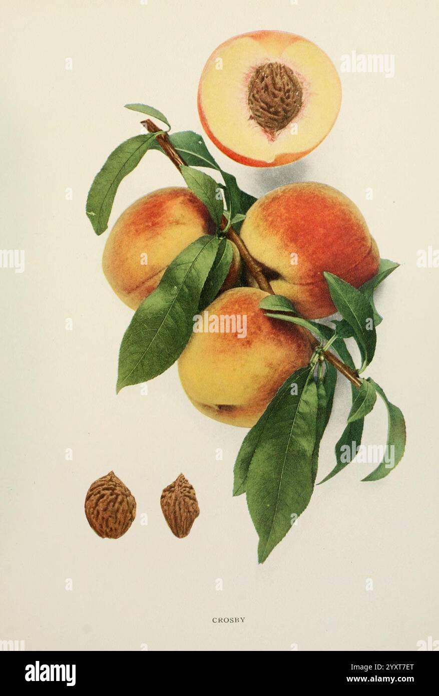 The peaches of New York, Albany, J. B. Lyon Company, printers, 1917 ...