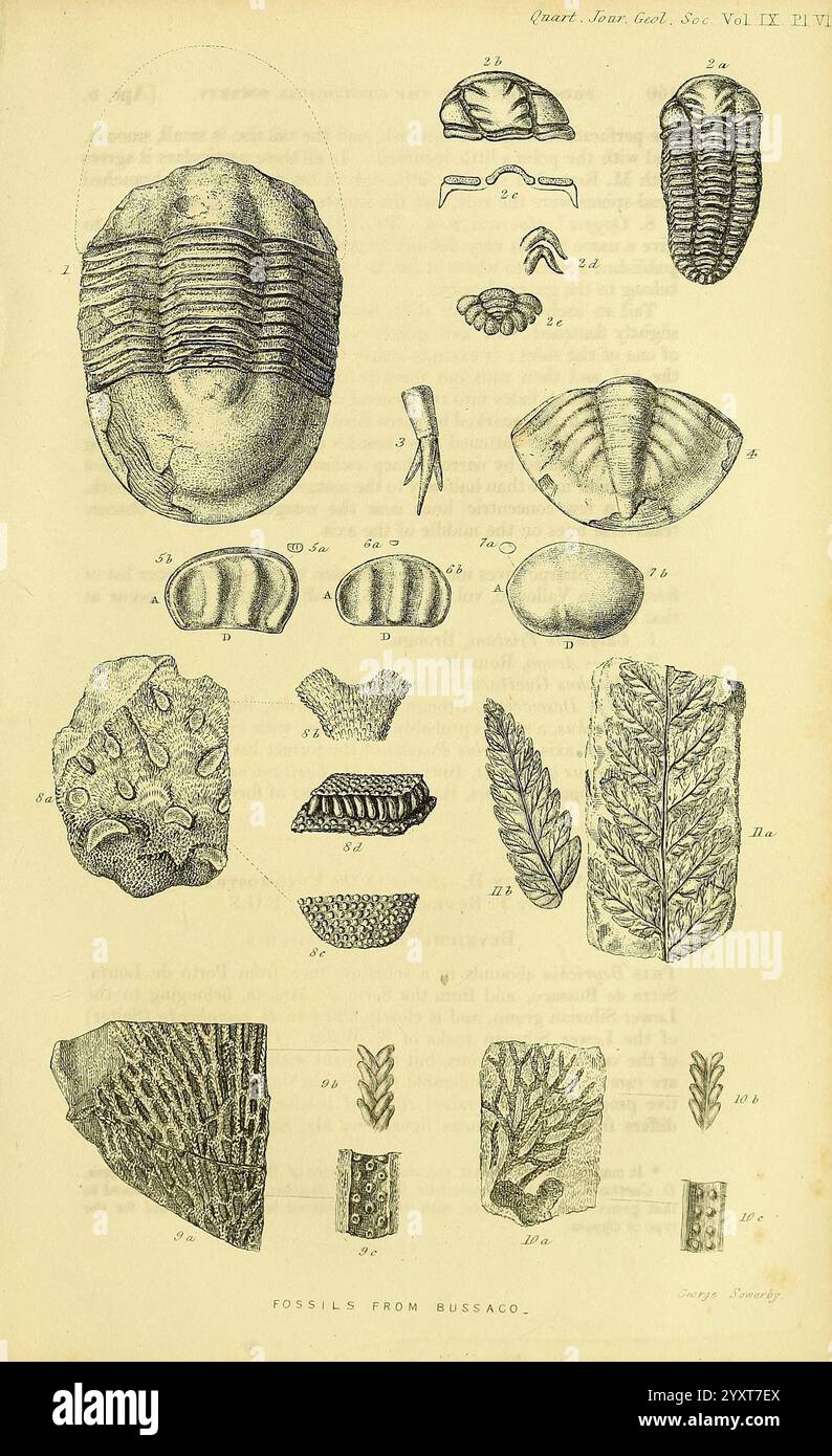The Quarterly Journal of the Geological Society of London, v. 9 (1853 ...