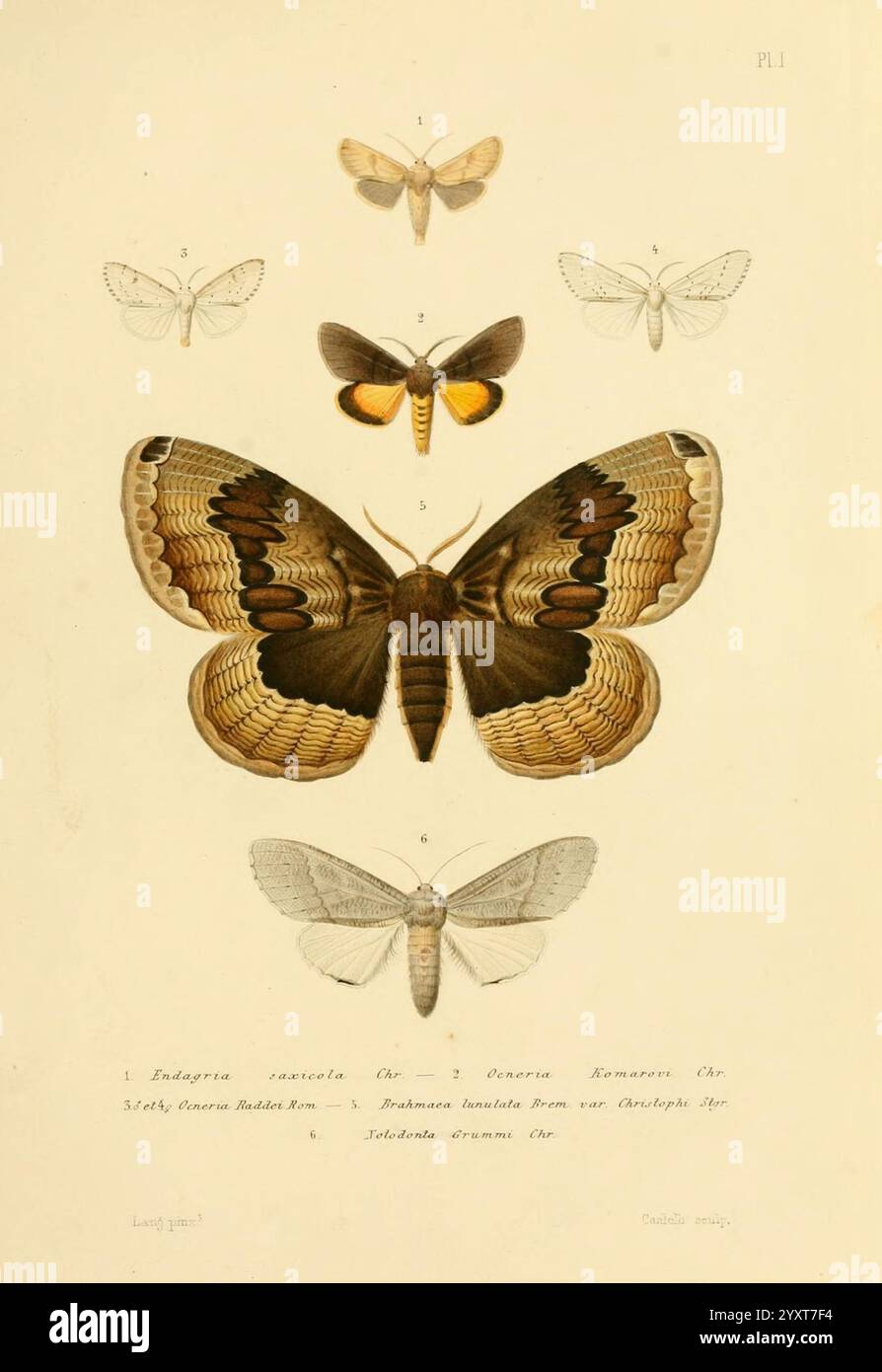 Mémoires sur les lépidoptères St.-Pétersbourg Imprimerie de M.M ...
