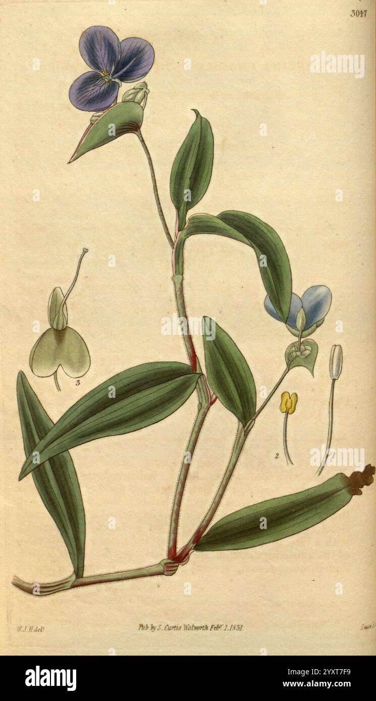 Curtis's Botanical Magazine, London, New York, botany, periodicals ...
