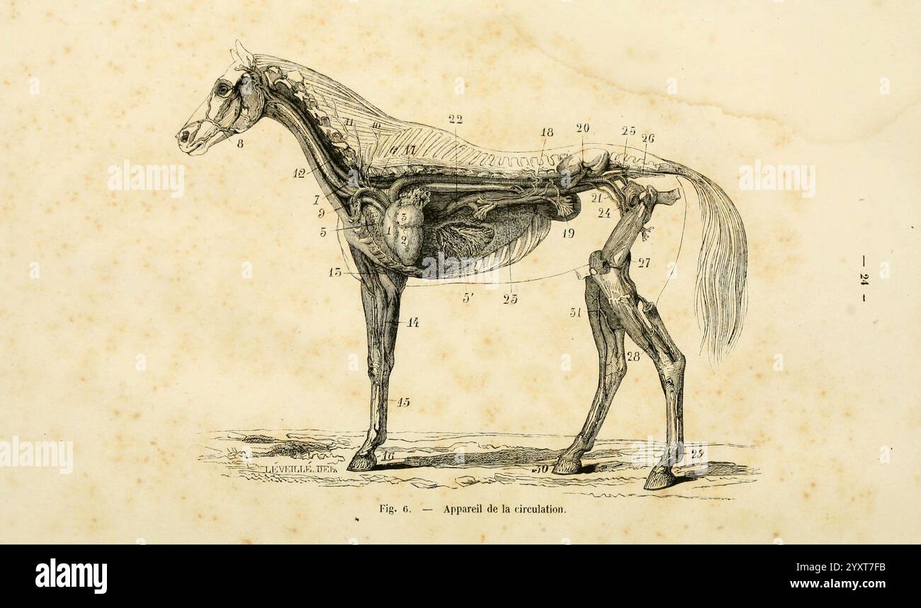 Equine anatomy enthusiasts hi-res stock photography and images - Alamy