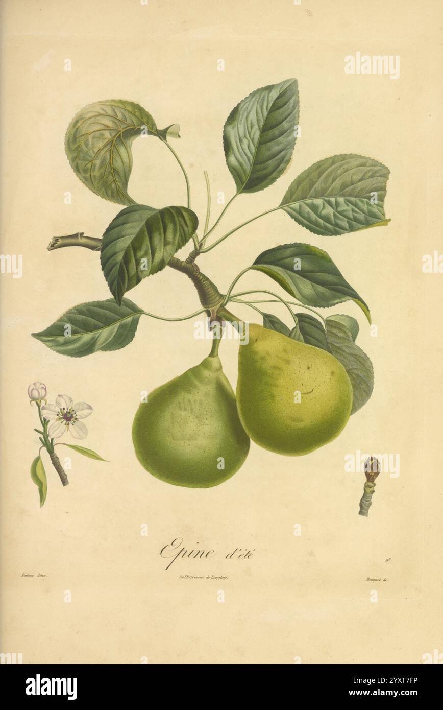 Opine danjou hi-res stock photography and images - Alamy