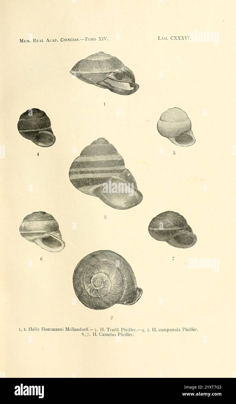 Distinct swirl pattern hi-res stock photography and images - Alamy