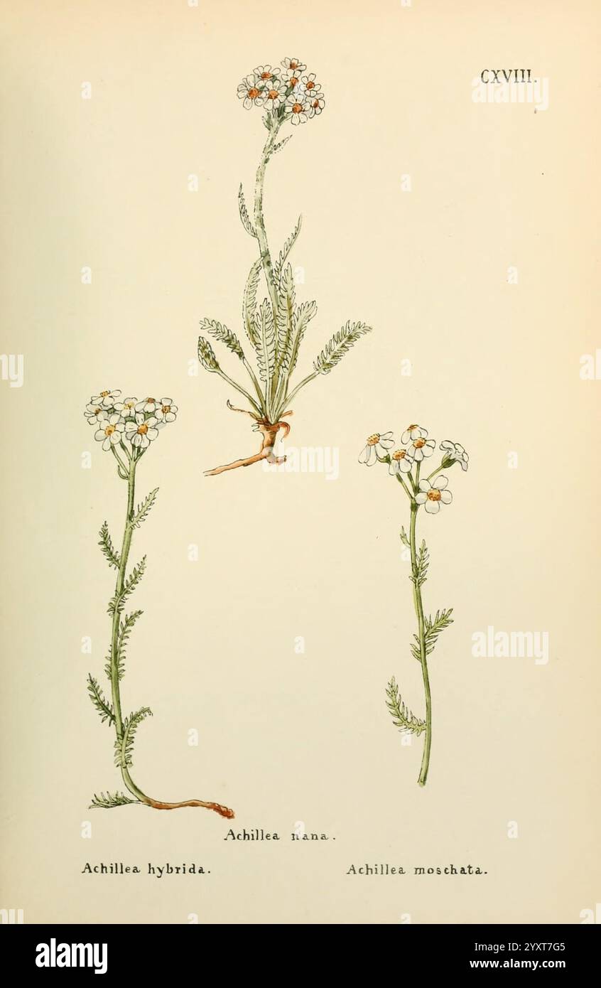 Achillea hybrid hi-res stock photography and images - Alamy