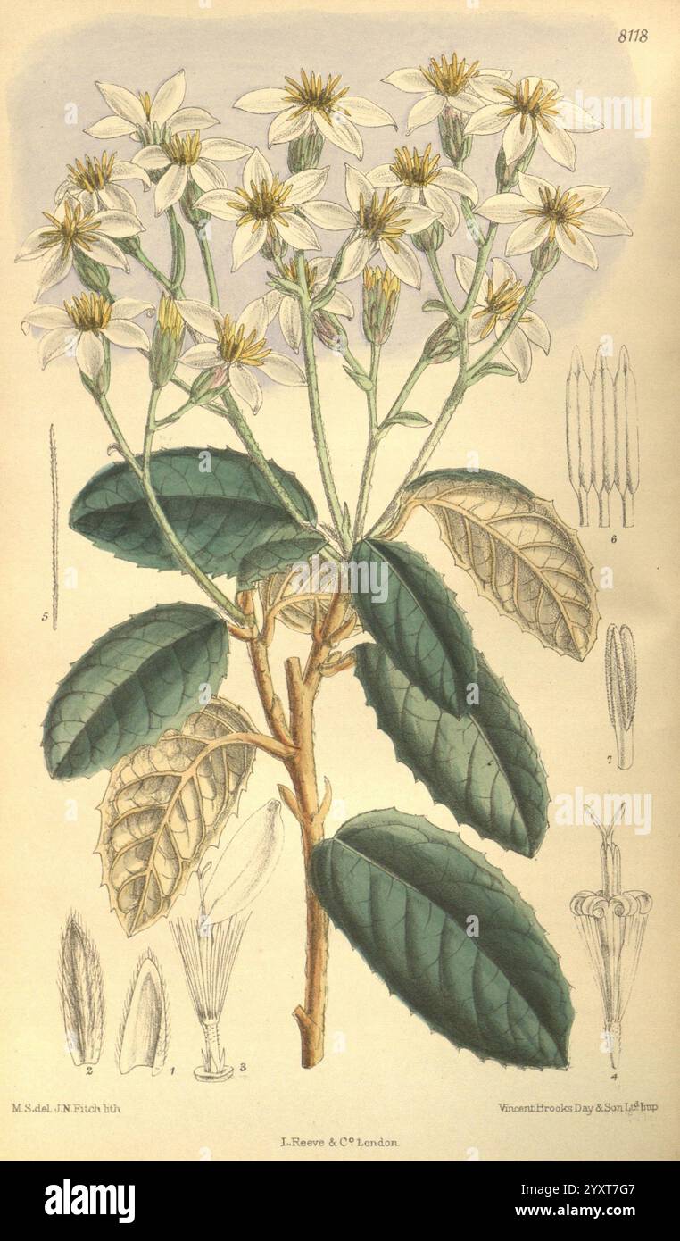 Curtis's Botanical Magazine, London, New York, botany, periodicals ...