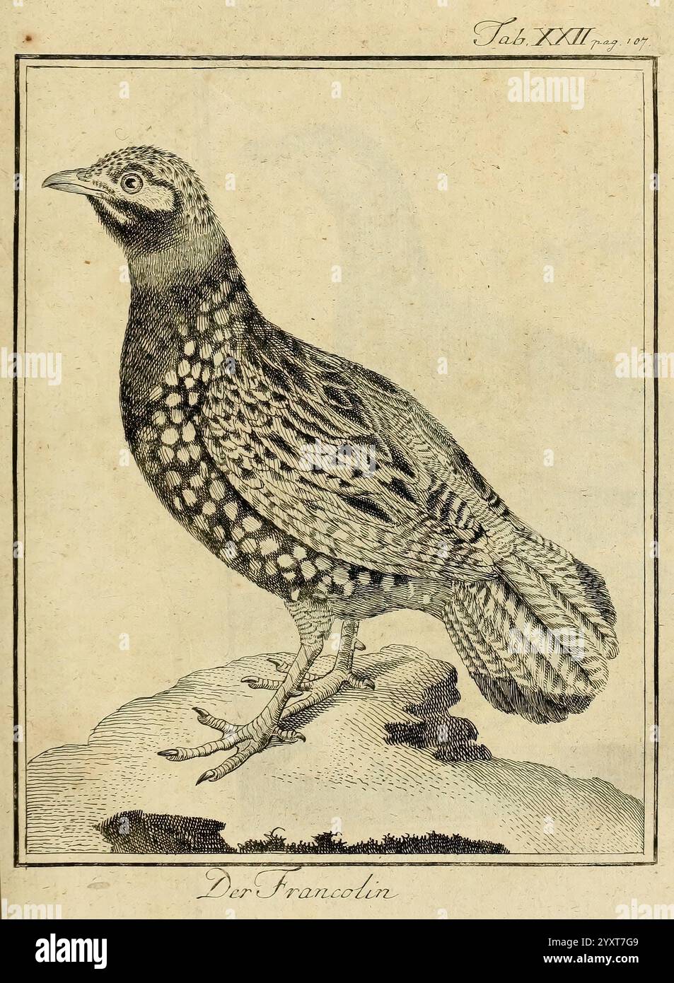 Büffons Naturgeschichte der Vögel Leipzig, bey Hermann Heinrich Holle ...