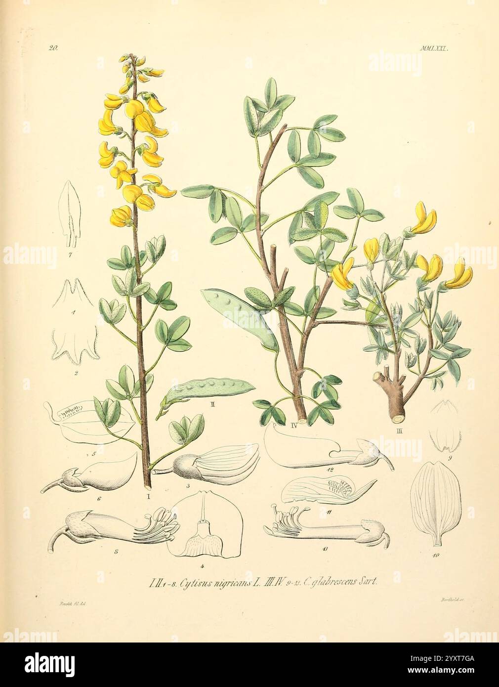 Cyclopia hi-res stock photography and images - Alamy