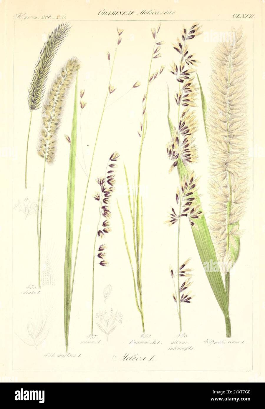 Studying different plant species hi-res stock photography and images ...