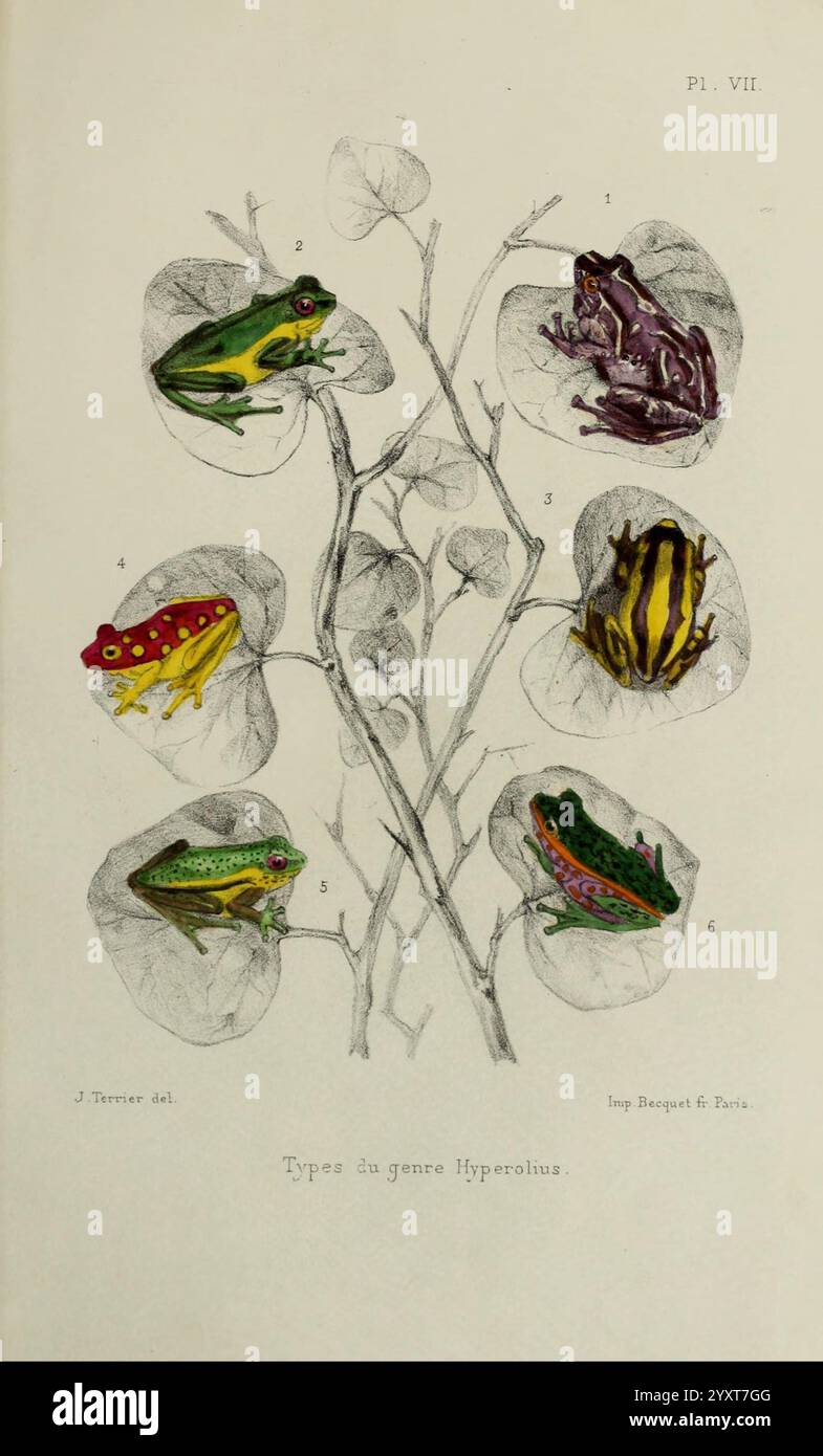 Faune de la Sénégambie Paris O. Doin 1883-1887 Africa Senegambia ...