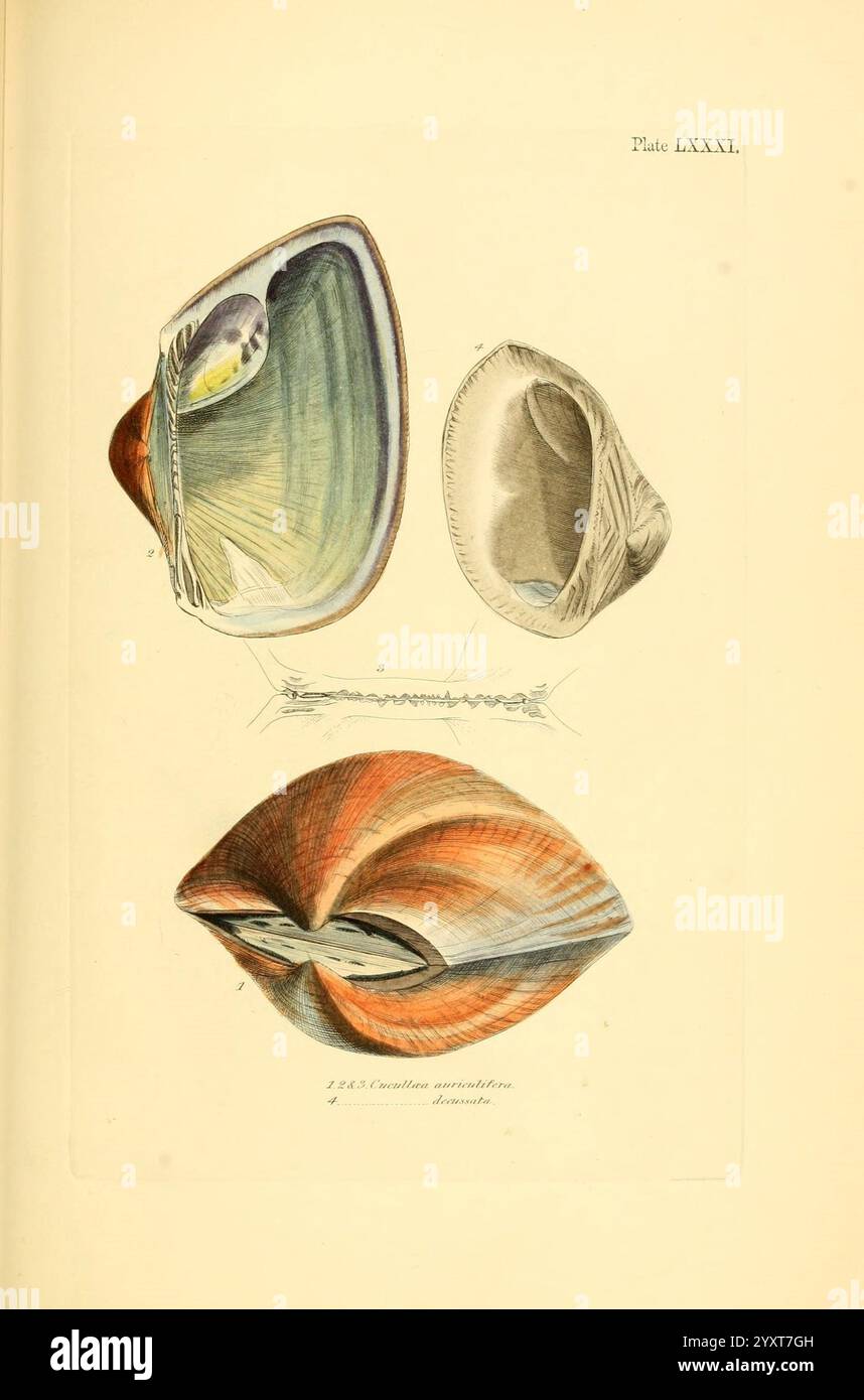 Conchologia systematica, Complete system of conchology London, Longman ...