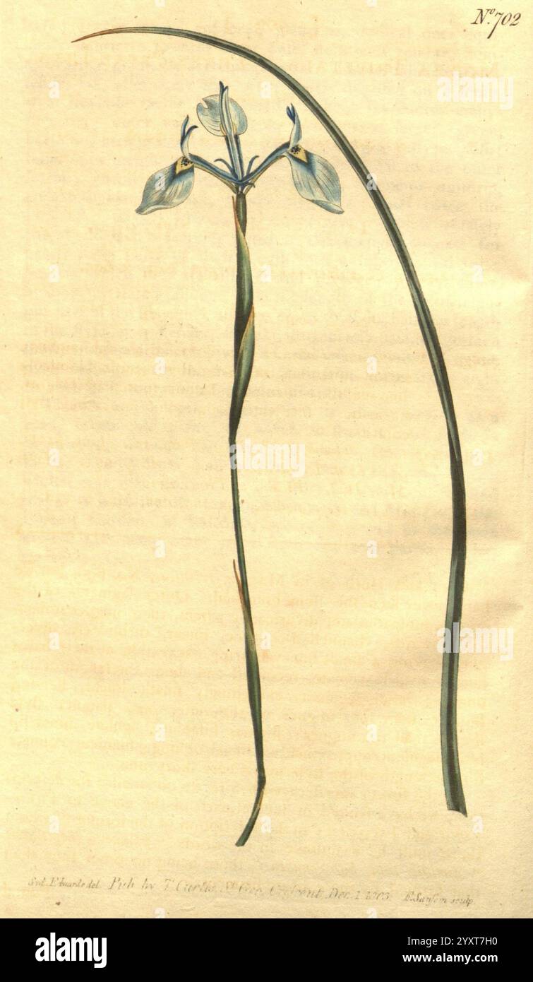 Curtis's botanical magazine, London, New York, botany, periodicals ...